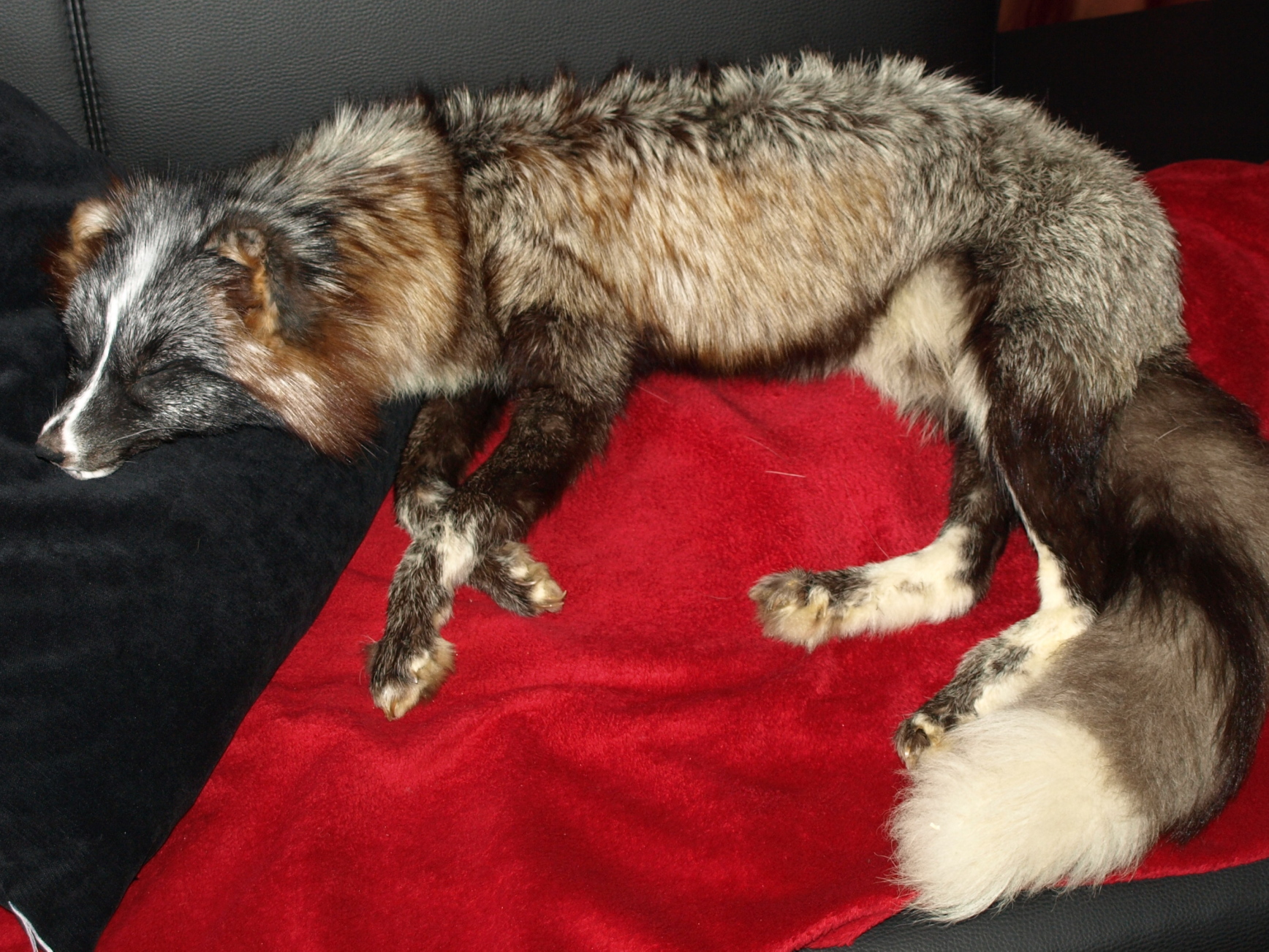 Calico fox project part 4 by Braveheart-Taxidermy on DeviantArt